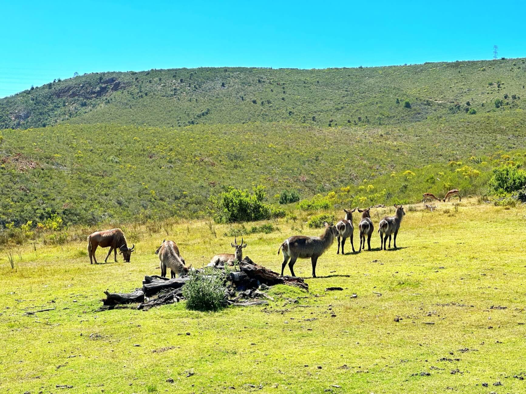 10 days in South Africa: a self-drive itinerary for The Garden Route ...